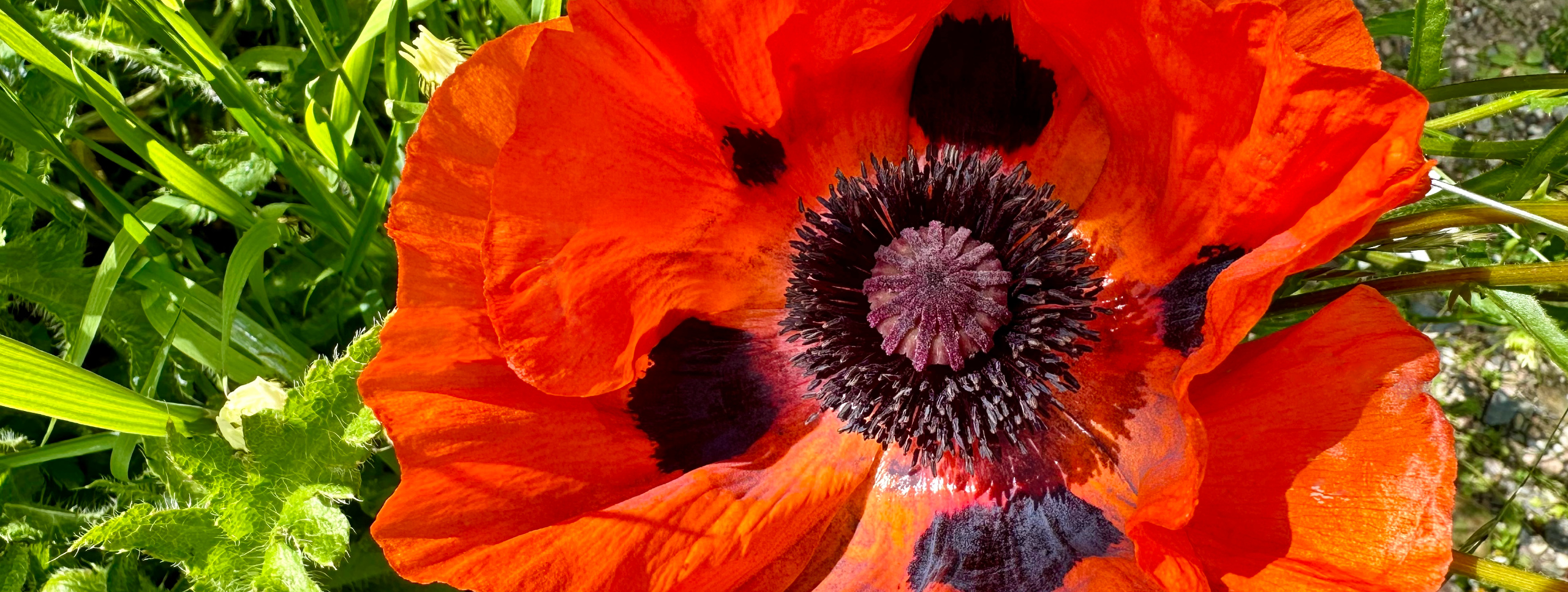 Contact - Blooms & Beyond